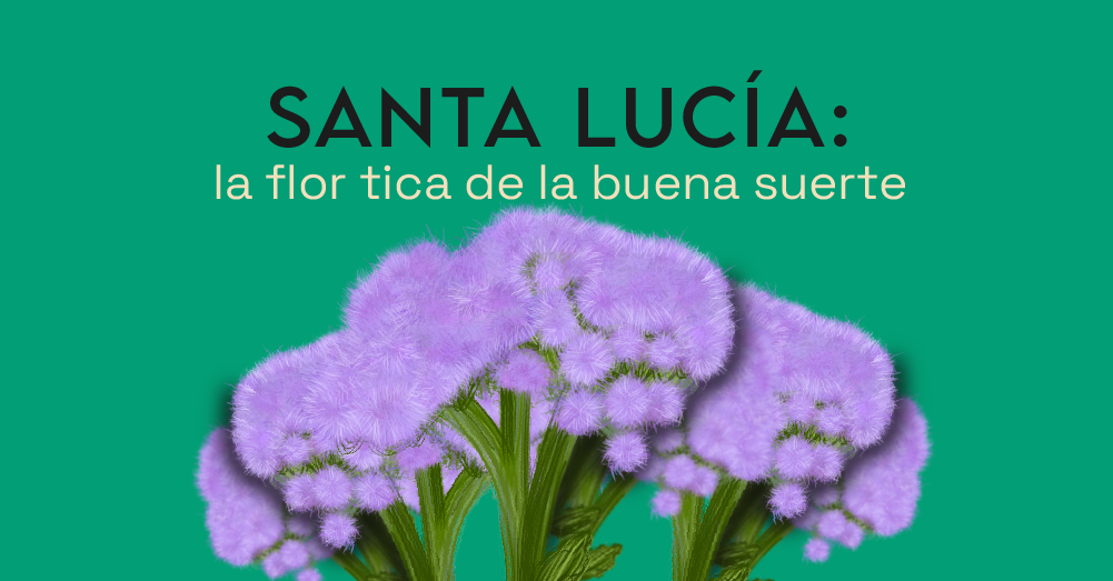Santa Lucía: la flor tica de la buena suerte