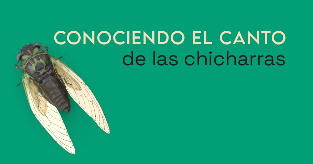 Conociendo el canto de las chicharras