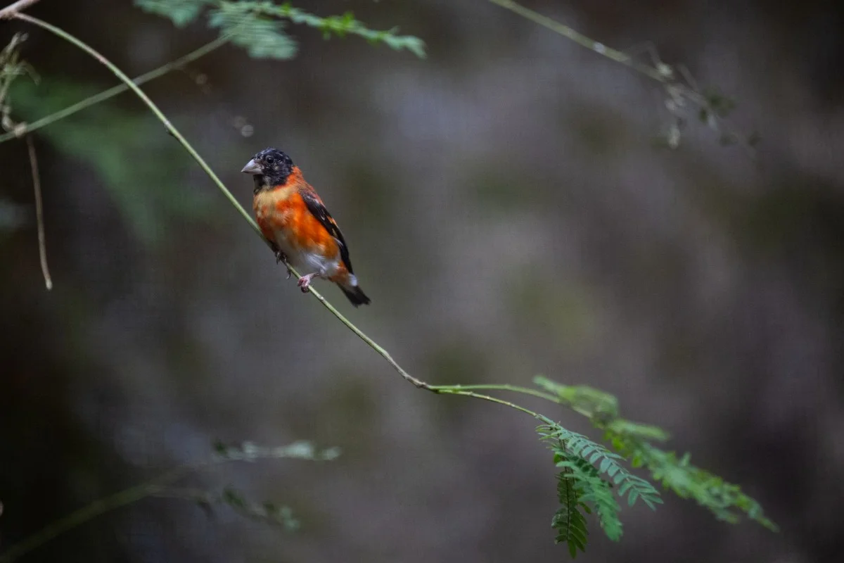 Dar nuevas alas al cardenalito de Venezuela para sobrevolar la extinción