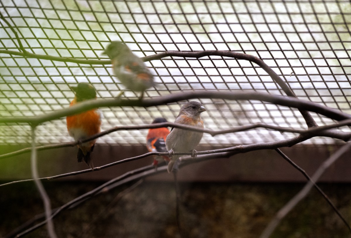 Dar nuevas alas al cardenalito de Venezuela para sobrevolar la extinción