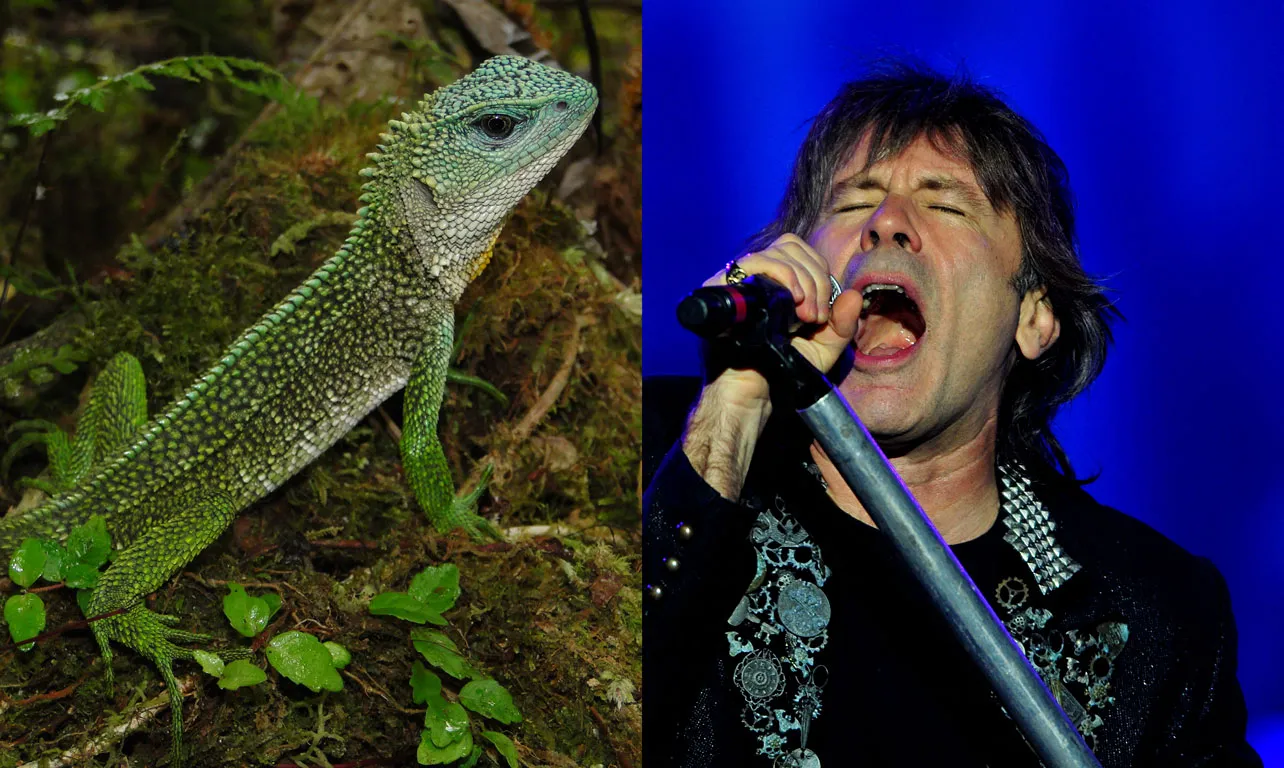 Bautizan a lagartija descubierta en Perú como “Bruce Dickinson", cantante de Iron Maiden