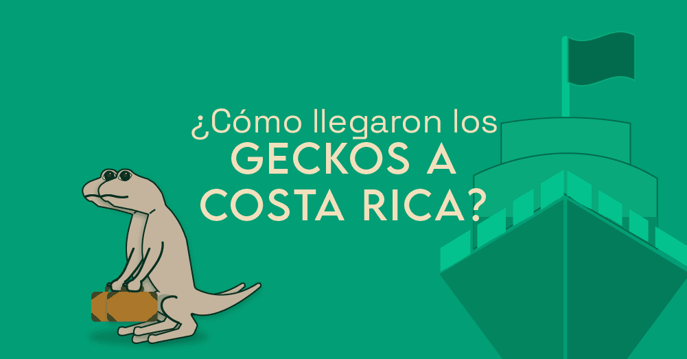 ¿Cómo llegaron los geckos a Costa Rica?