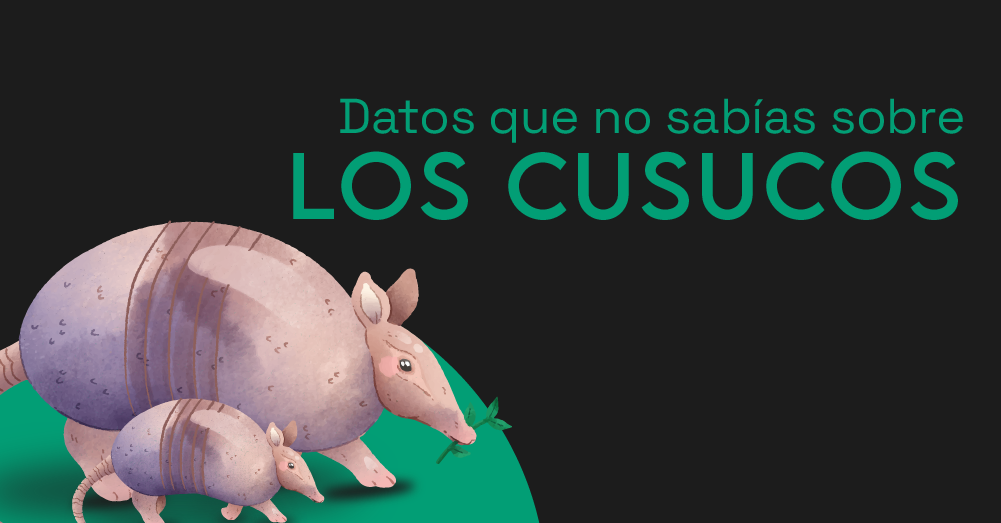 Datos que no sabías sobre los cusucos