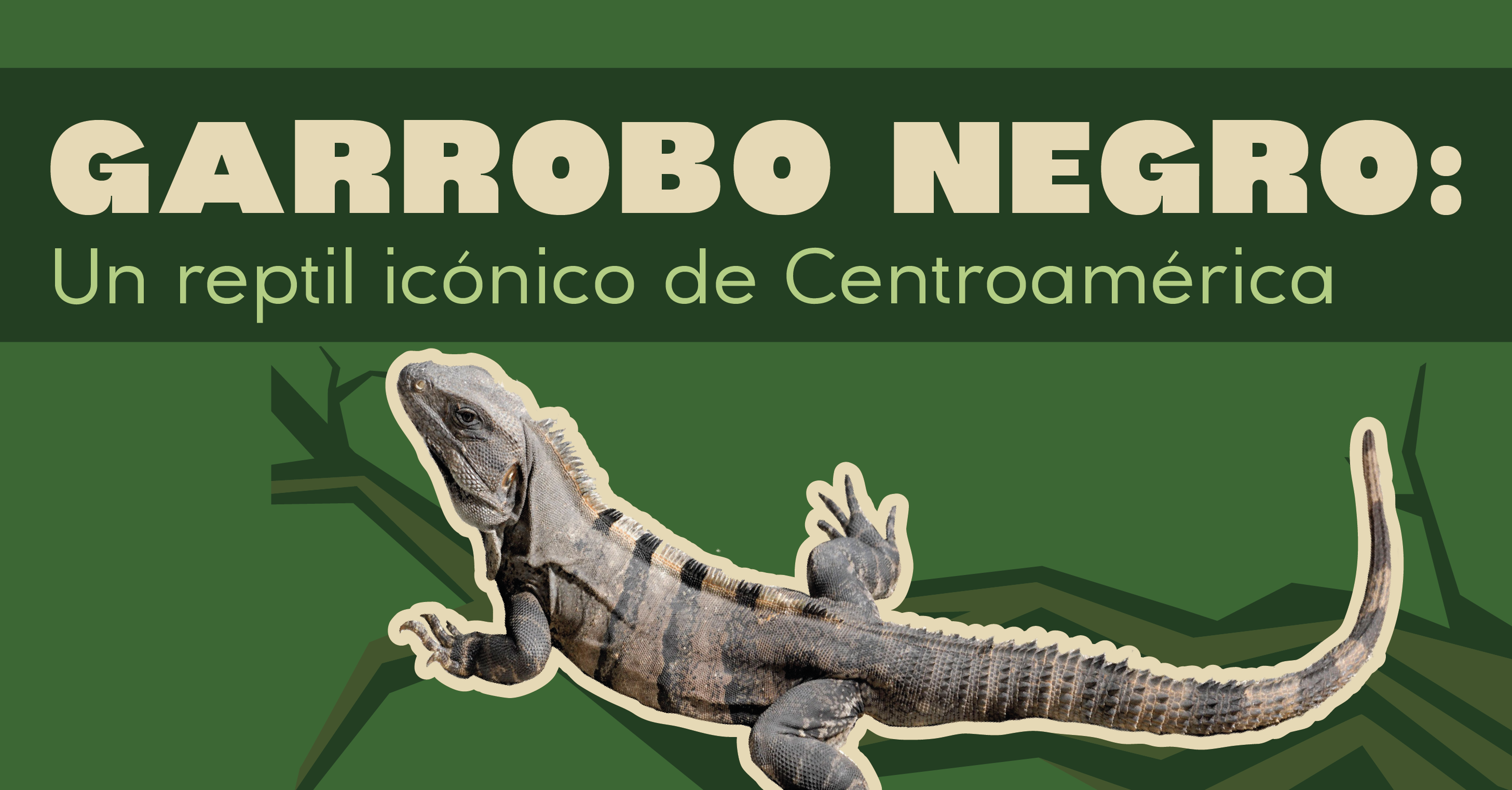 Garrobo negro: un reptil icónico de Centroamérica