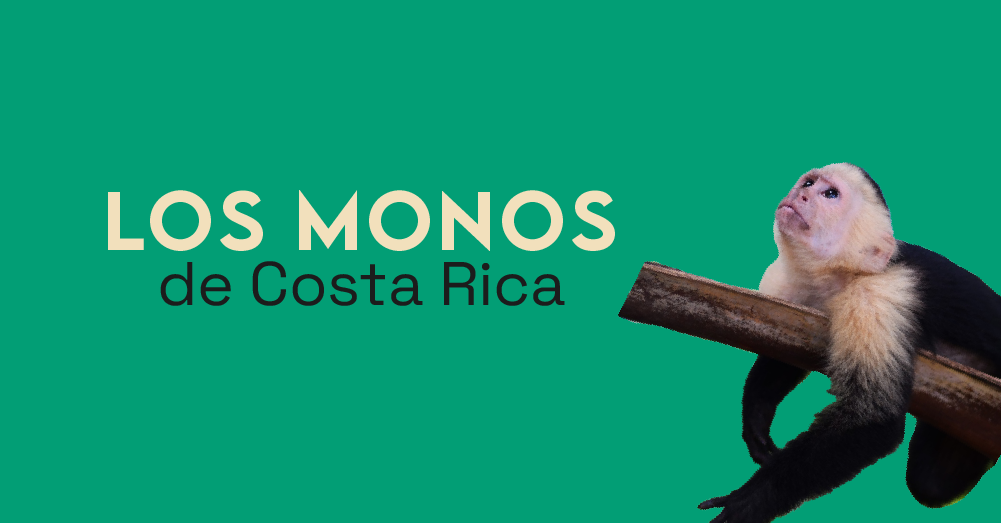 #DíadelMono: Los monos de Costa Rica