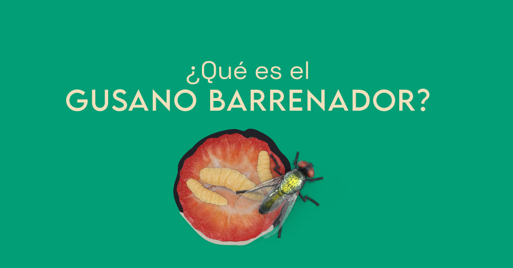 ¿Qué es el gusano barrenador?