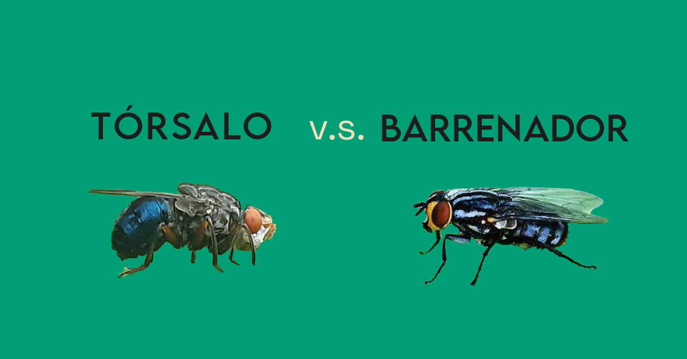 Diferencias entre el gusano barrenador del ganado y el tórsalo