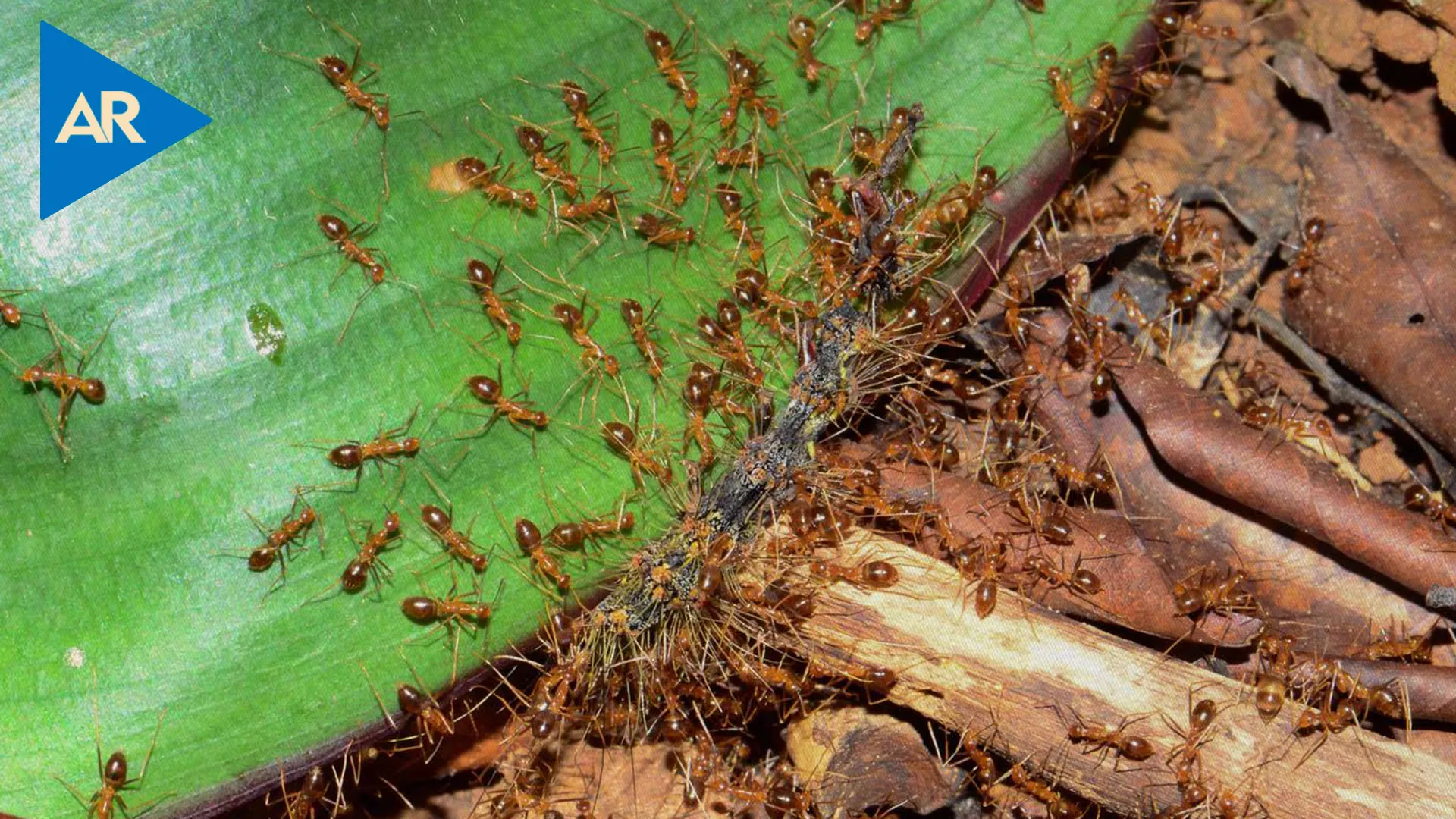 La hormiga loca, una especie invasora en Costa Rica
