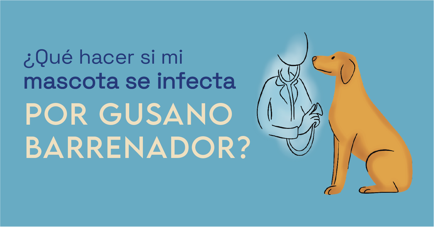 ¿Qué hacer si mi mascota se infecta por gusano barrenador?