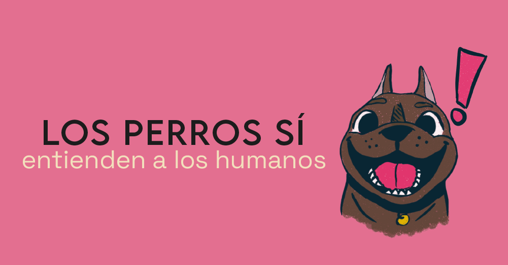 ¿Los perros sí entienden a los humanos? Un reciente estudio podría ...