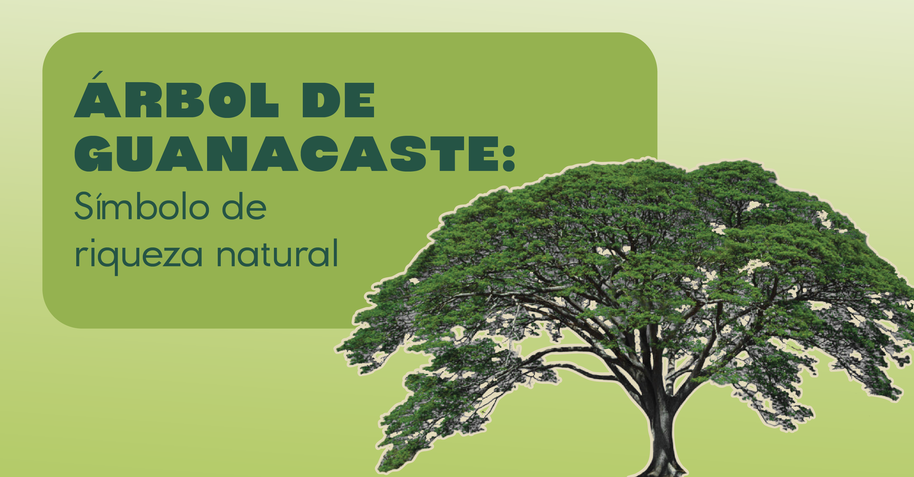 Árbol de Guanacaste: Símbolo de riqueza natural