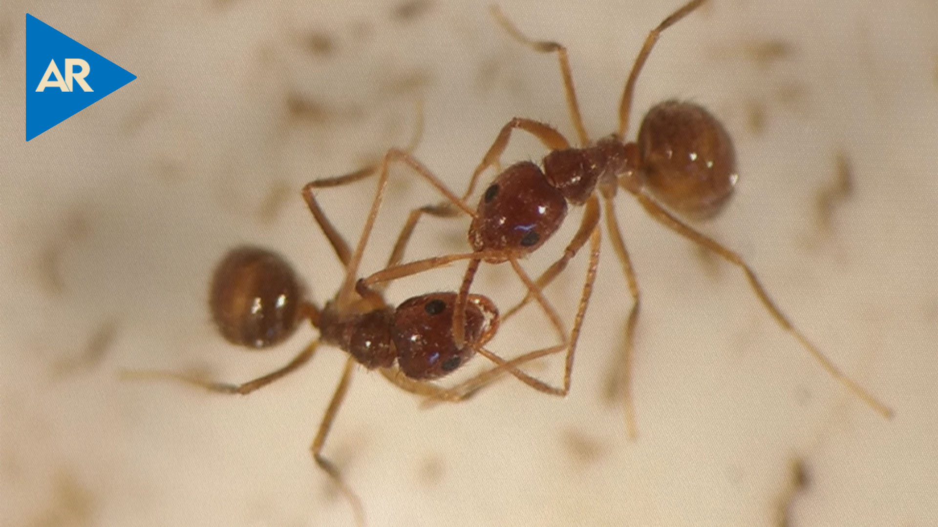 ¿Qué es la hormiga loca y por qué las autoridades buscan controlar su ...