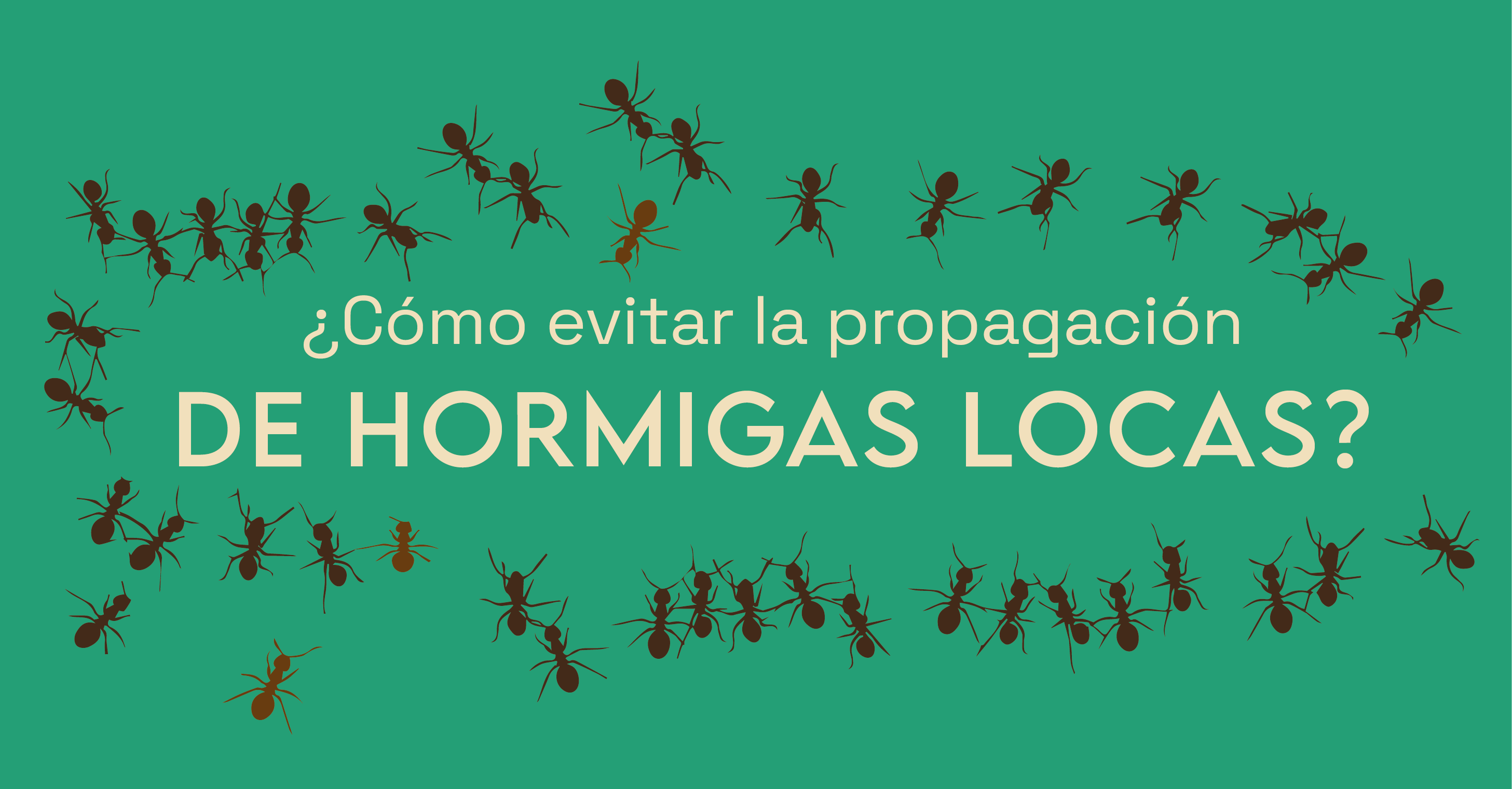 ¿Cómo evitar la propagación de hormigas locas?