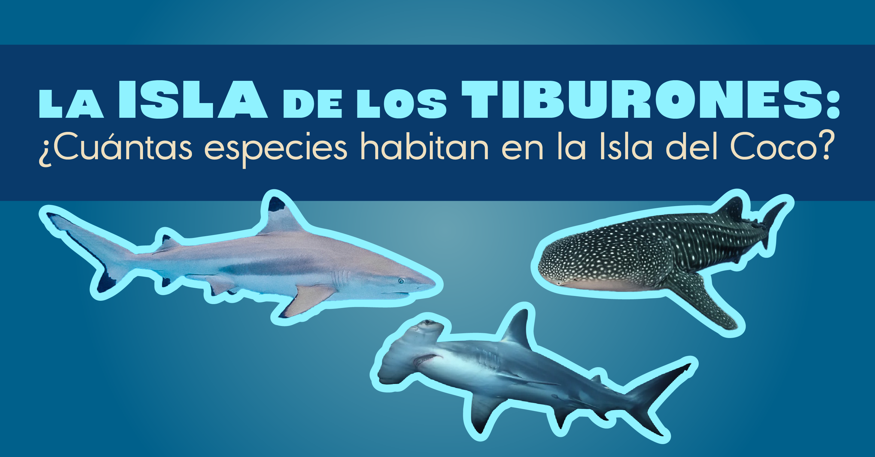 La isla de los tiburones: ¿cuántas especies habitan en la Isla del Coco?